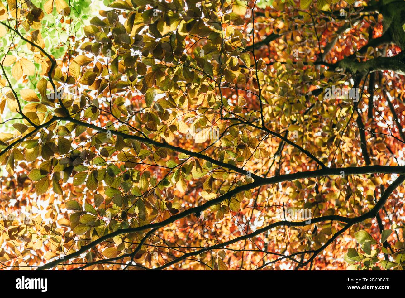 Deciduous trees, detail Stock Photo - Alamy