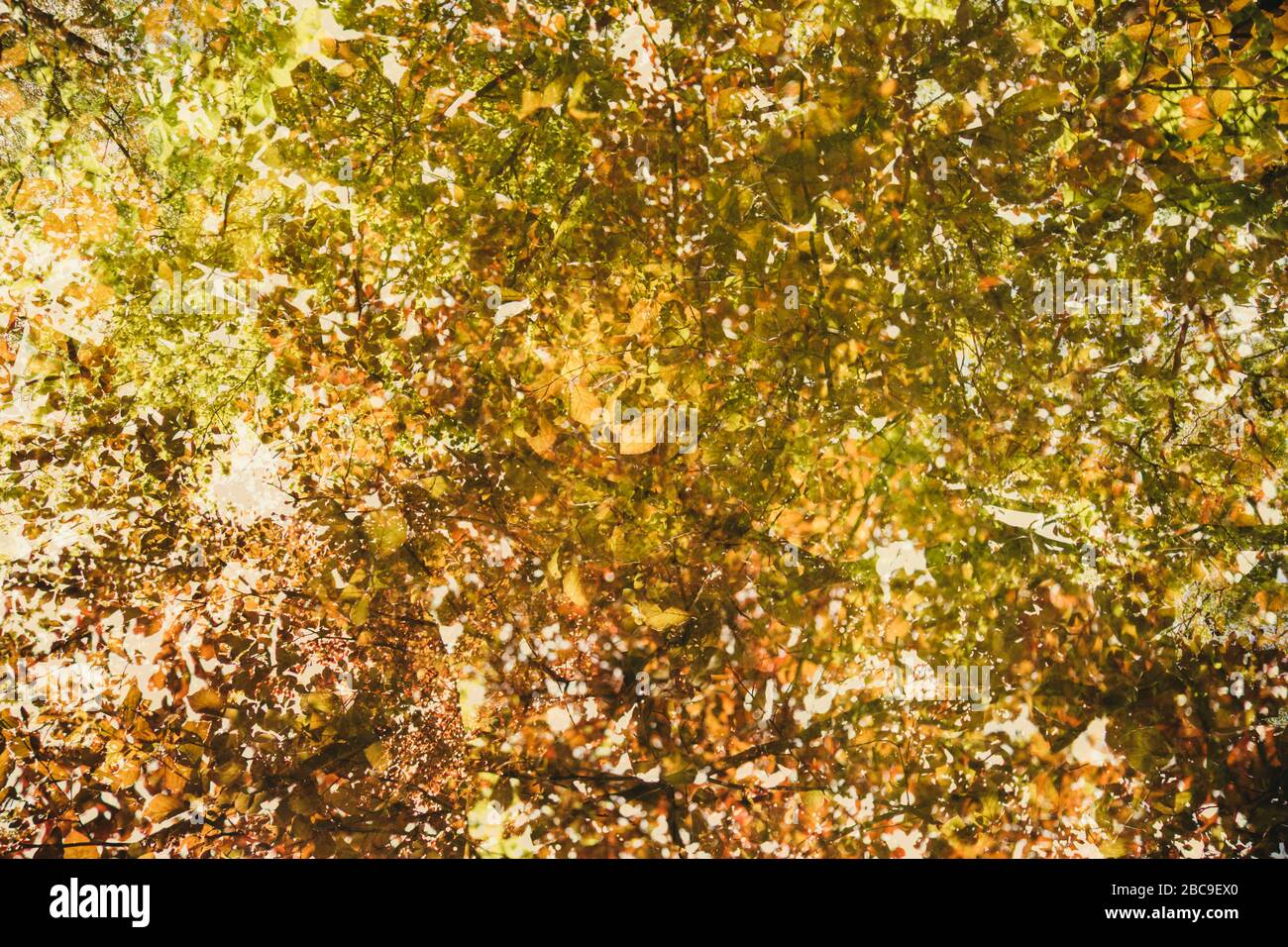 Deciduous trees, detail Stock Photo - Alamy