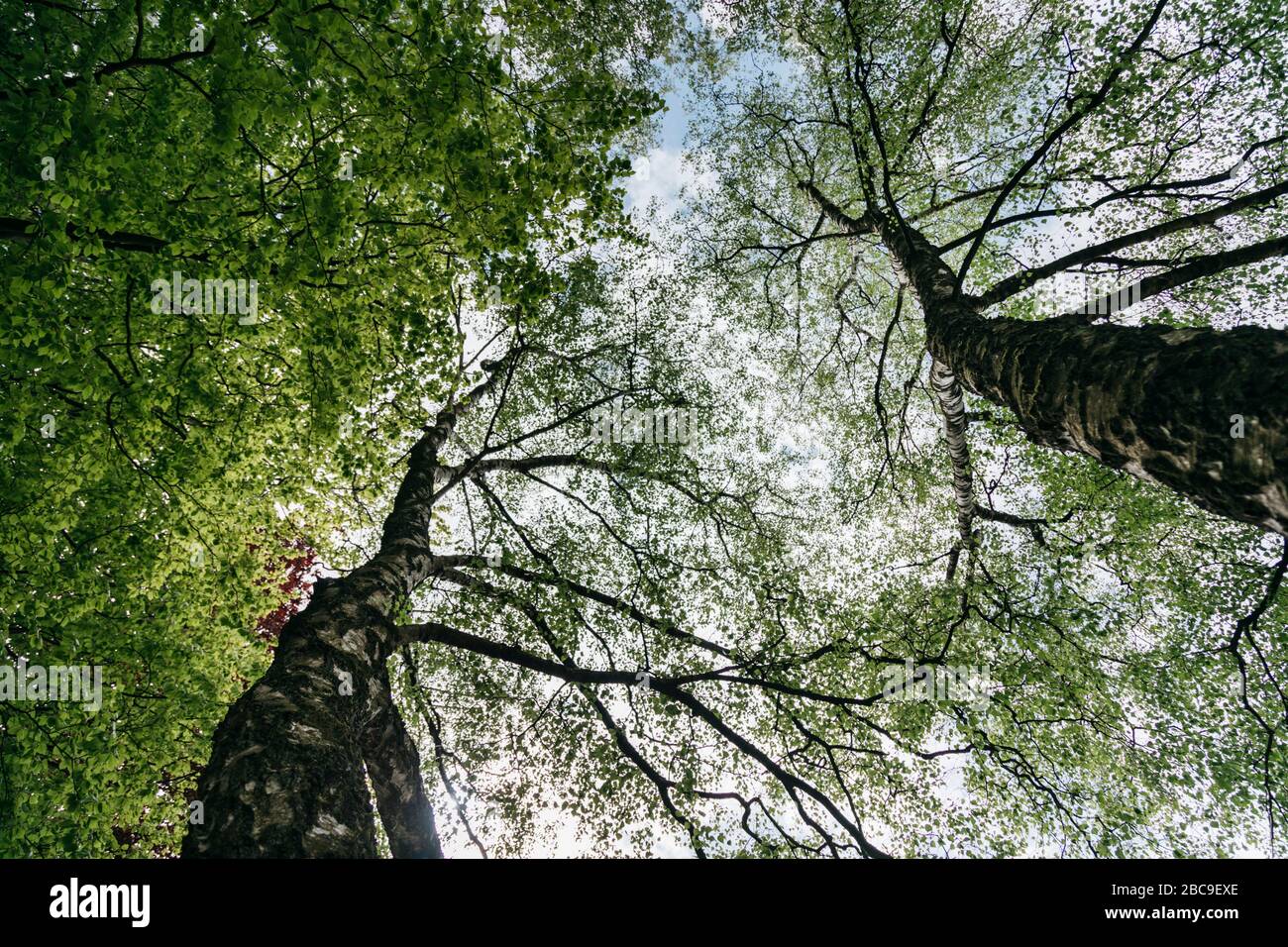 Deciduous trees, detail, from below Stock Photo - Alamy