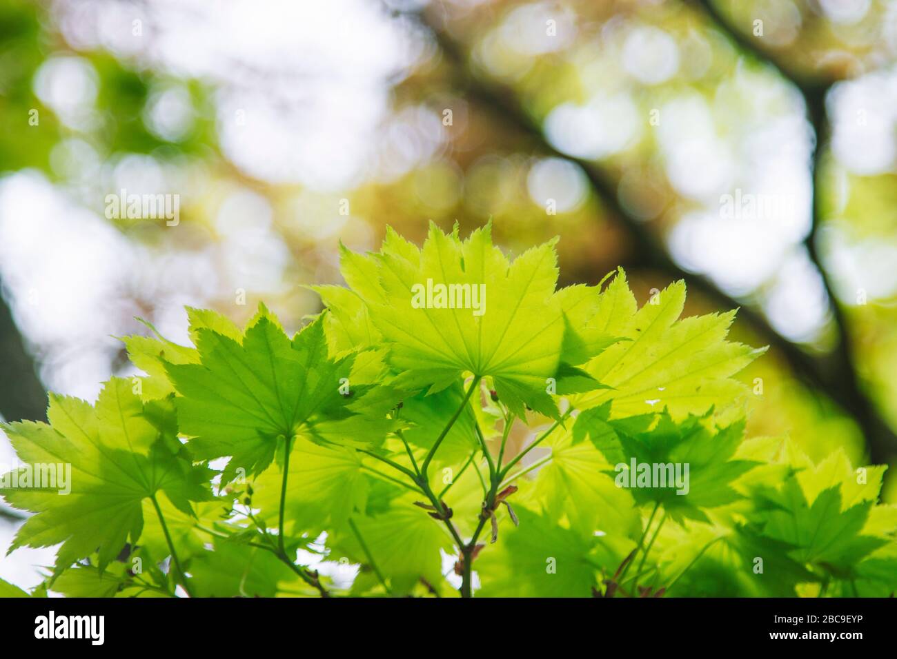 Deciduous tree, leaves, detail Stock Photo - Alamy