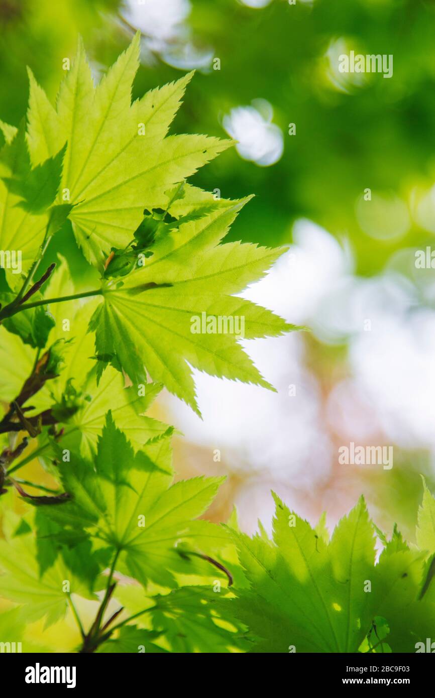 Deciduous tree leaves hi-res stock photography and images - Alamy