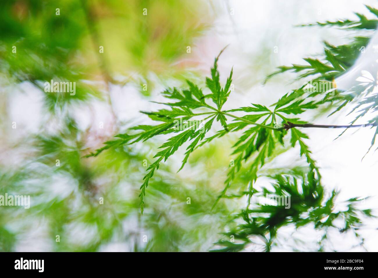 Deciduous tree, leaves, detail Stock Photo - Alamy