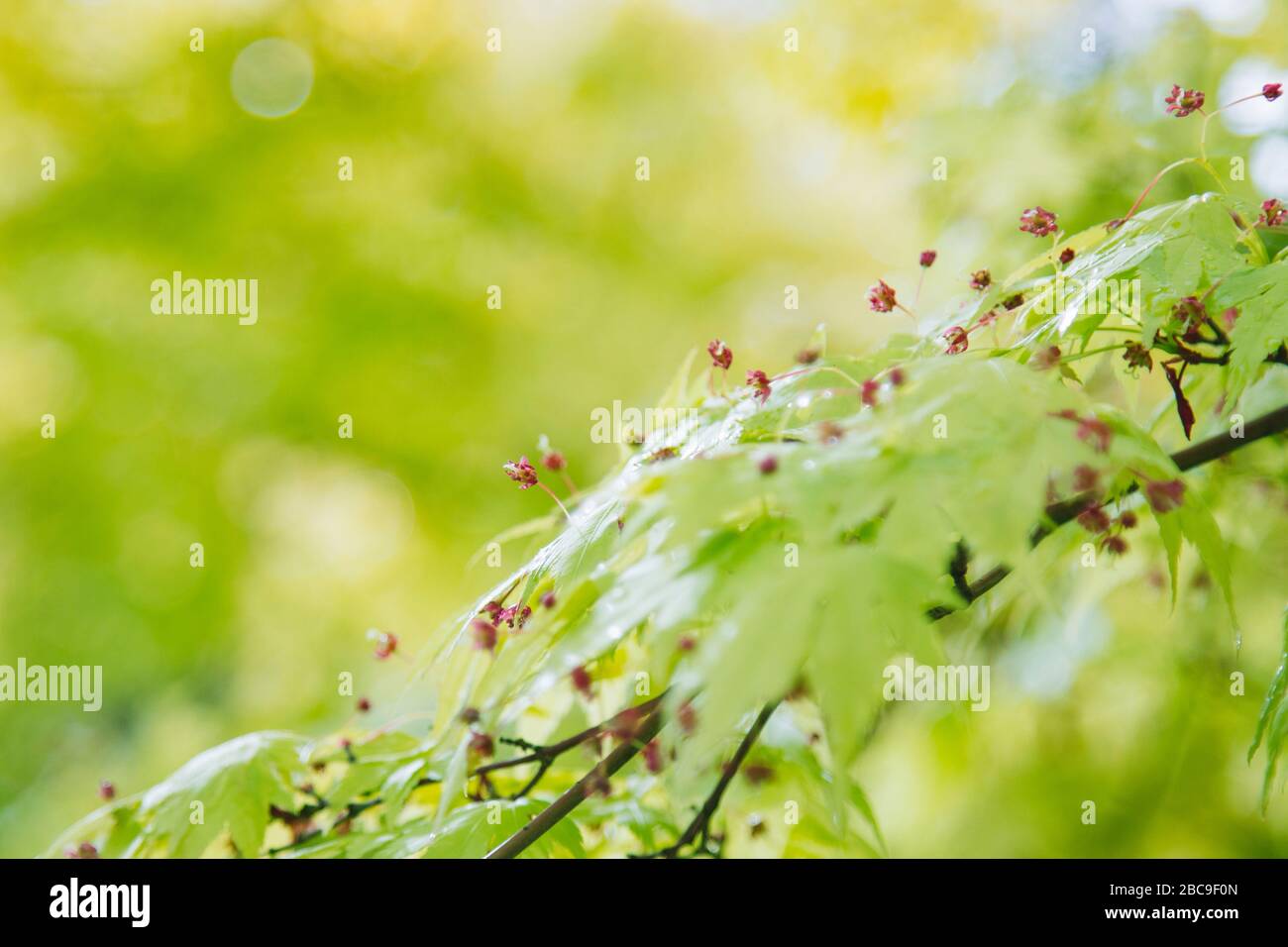 Deciduous tree, leaves, detail Stock Photo - Alamy
