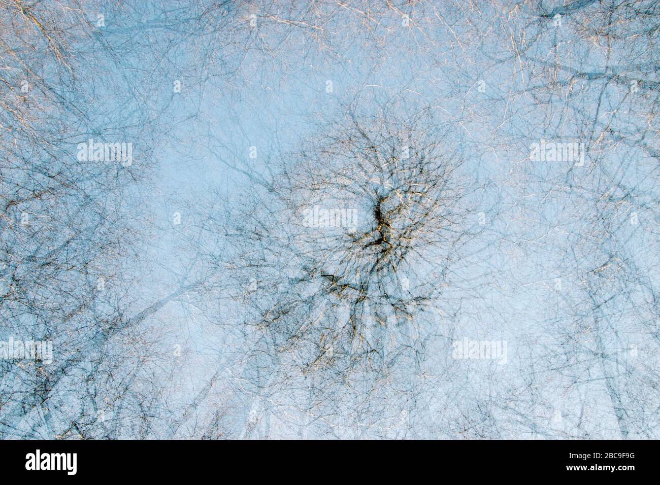 Deciduous tree, multiple exposure Stock Photo - Alamy