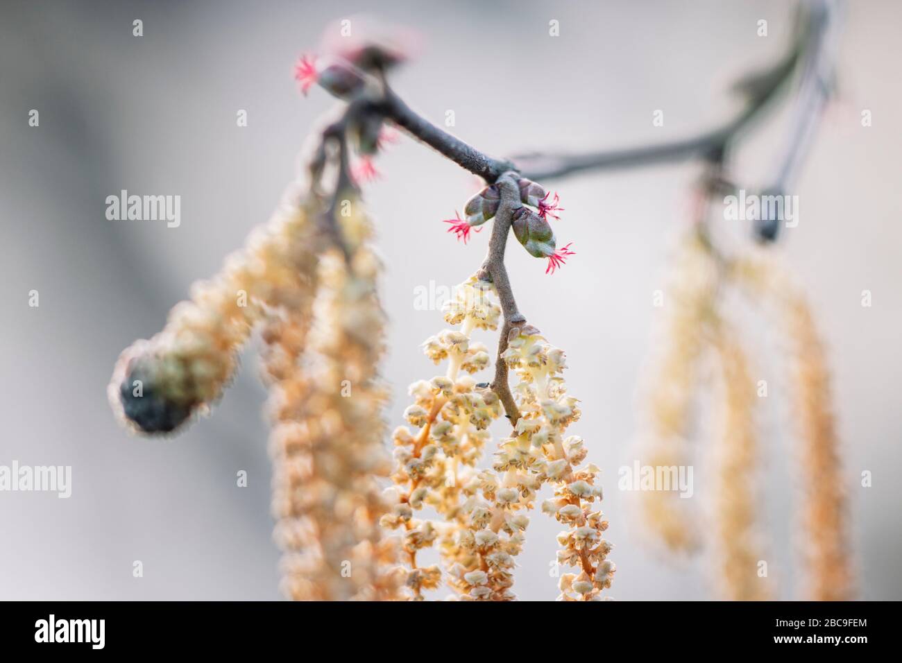 Male hazelnut blossom hi-res stock photography and images - Alamy