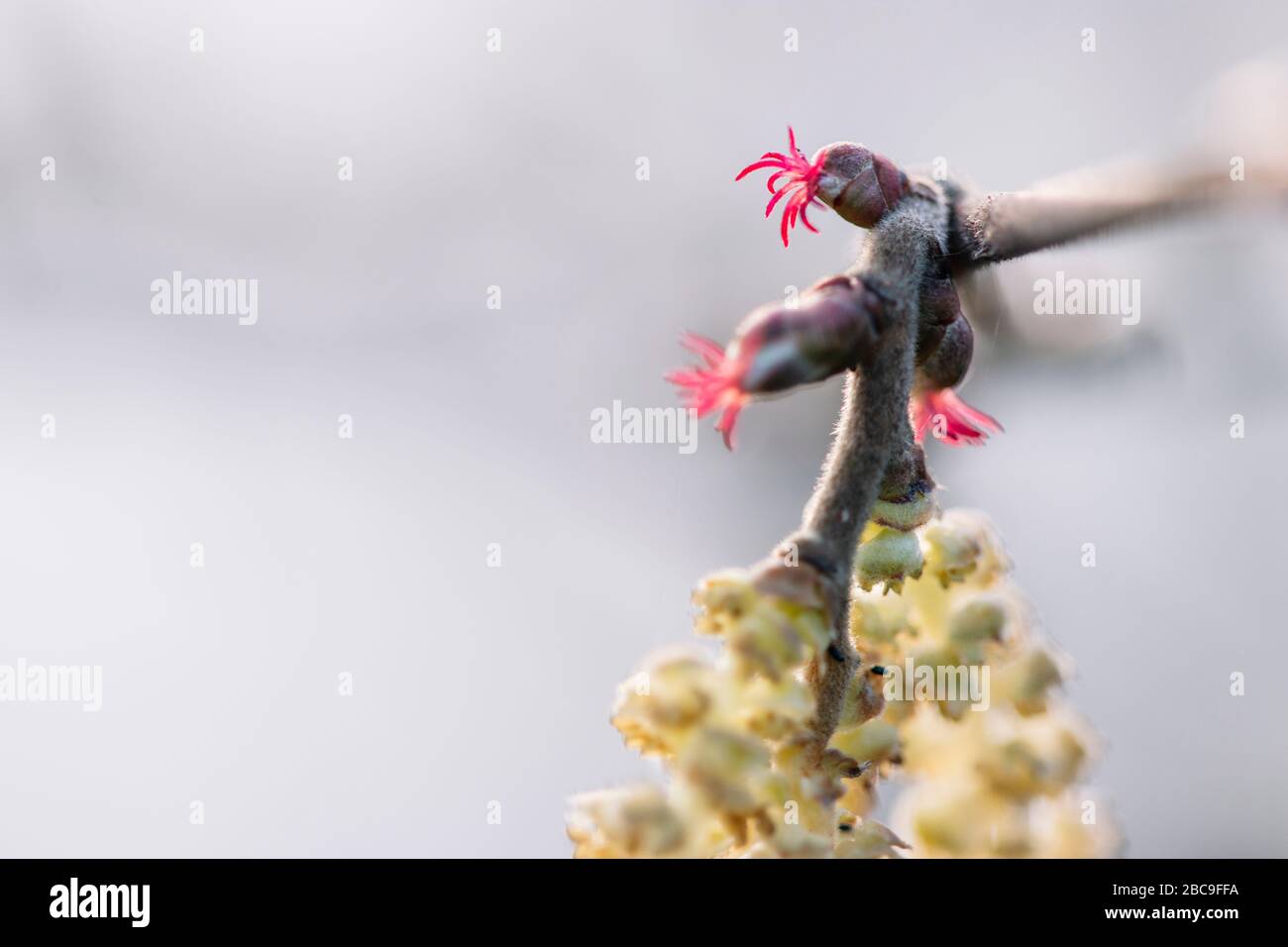 Hazelnut female and male flower Stock Photo - Alamy