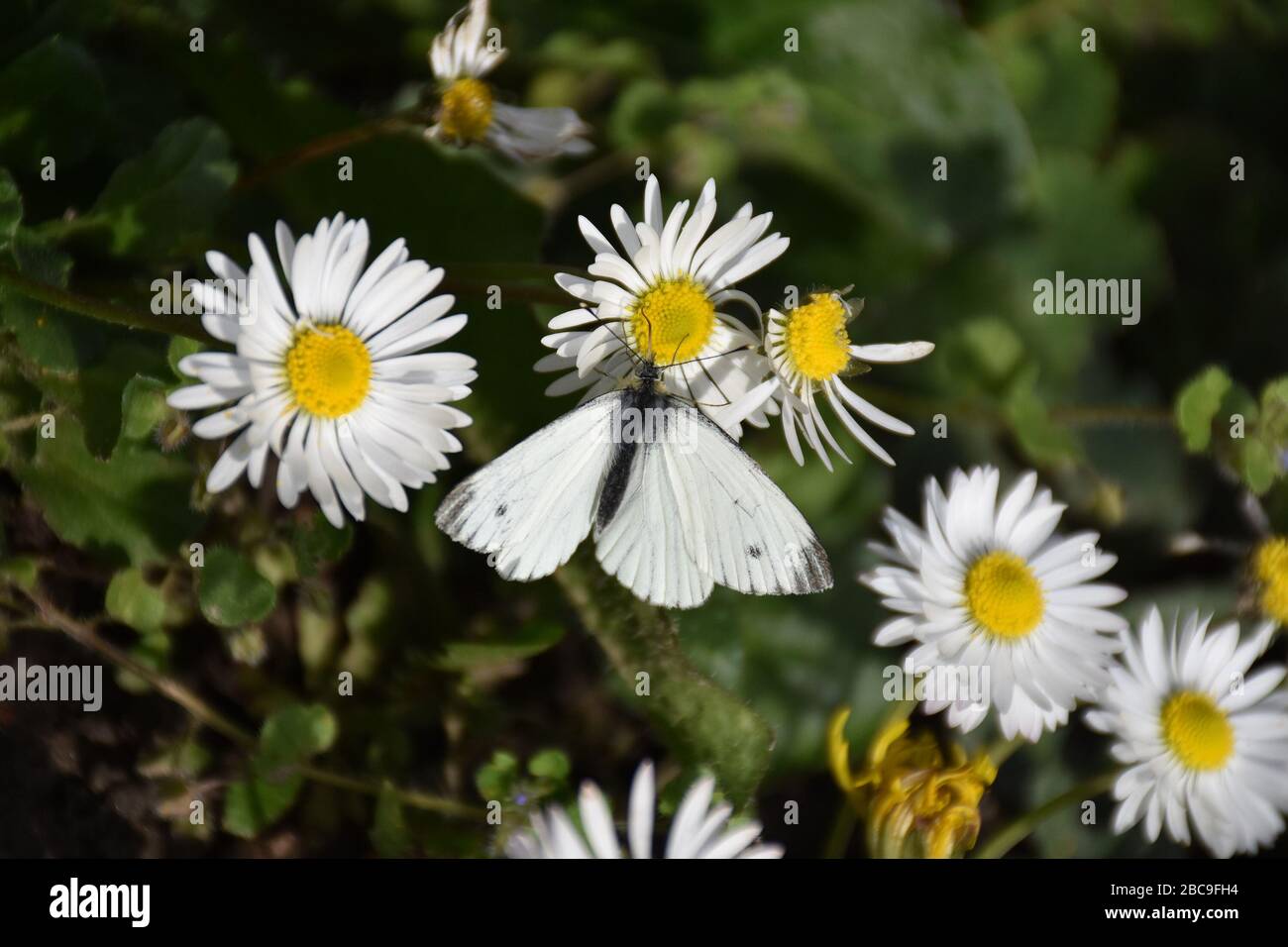 White butterfly wings with black pattern across body Stock Photo - Alamy
