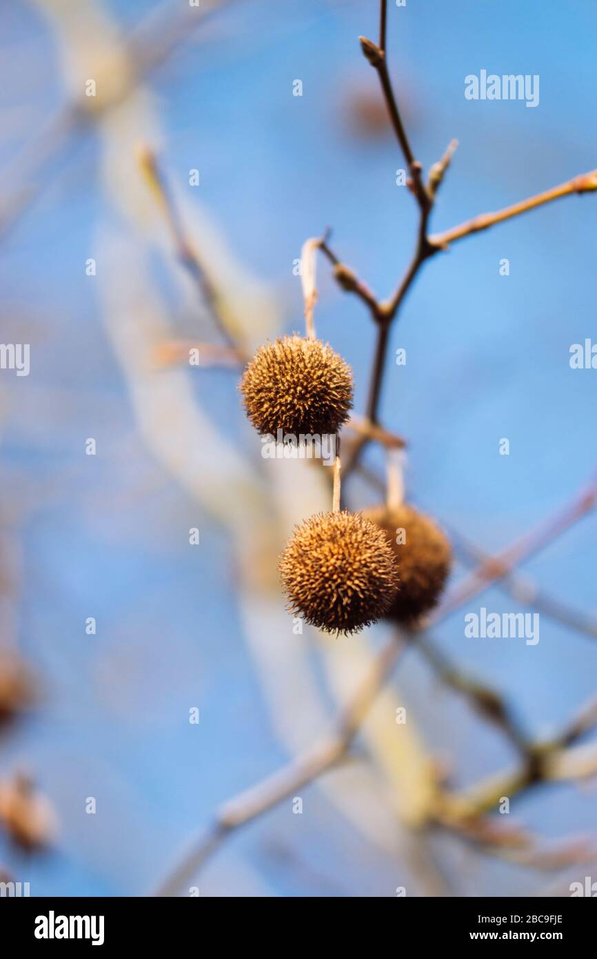 Seed balls hi-res stock photography and images - Alamy