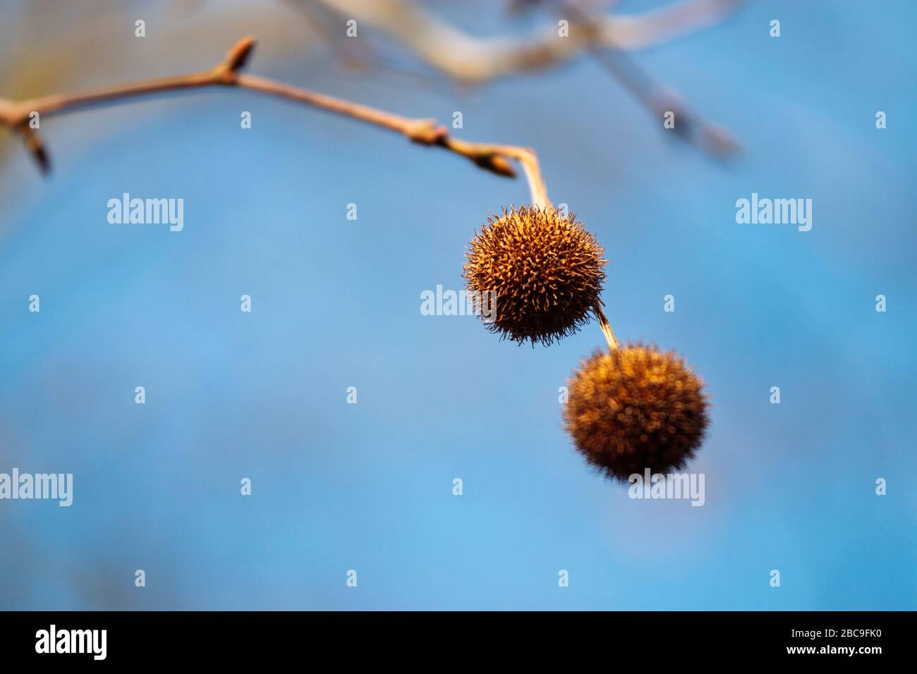 Plane tree, seed balls Stock Photo - Alamy