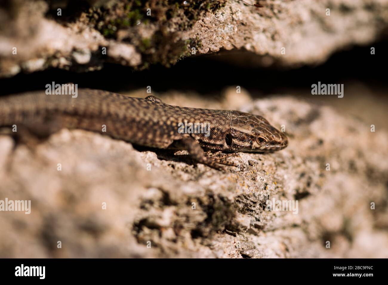 Lizard, rocks, detail Stock Photo - Alamy