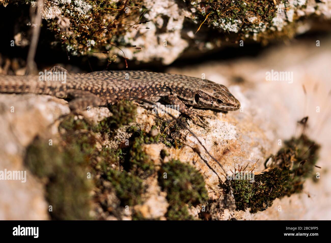 Lizard, rocks, detail Stock Photo - Alamy