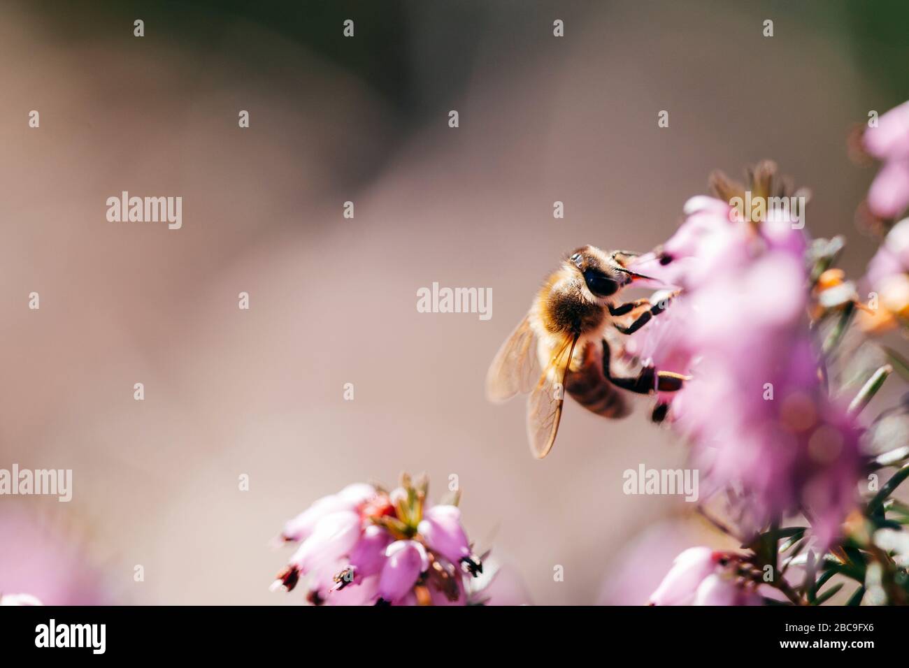 Heather and bee hi-res stock photography and images - Alamy
