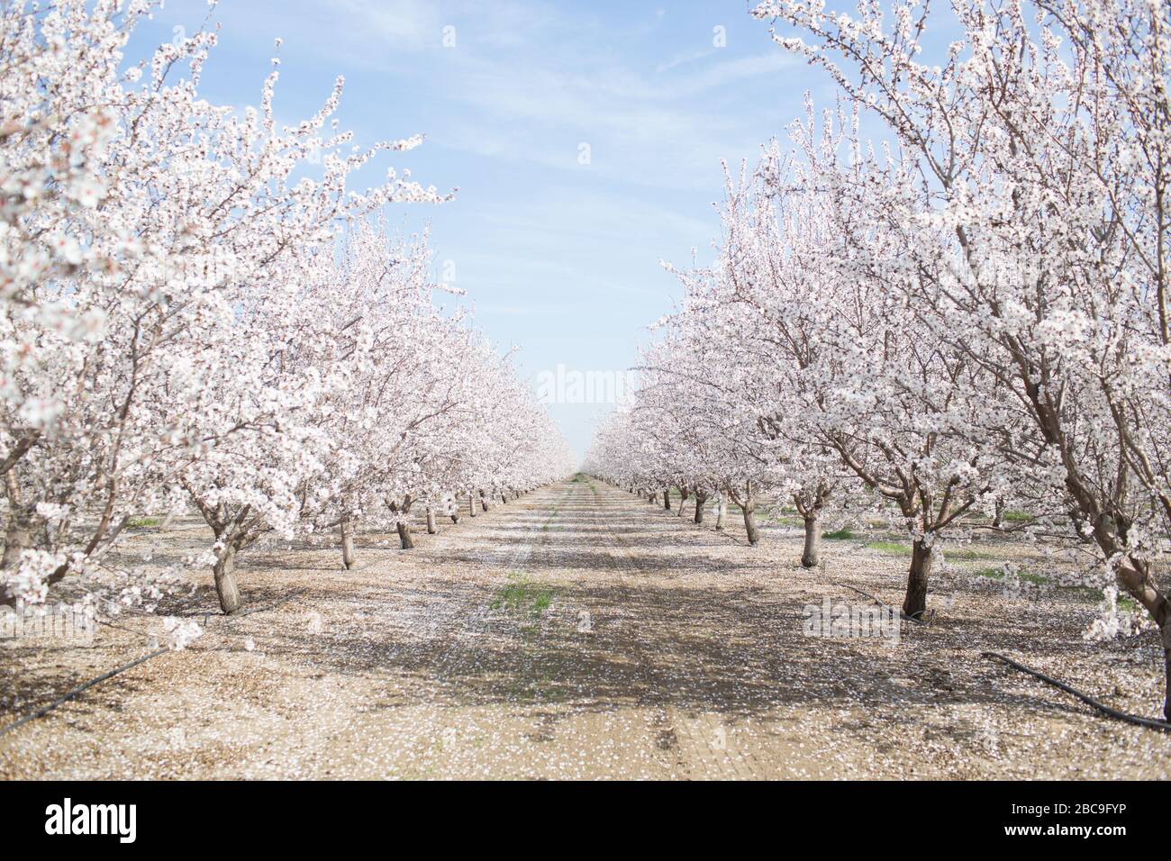 almond orchard in bloom Stock Photo - Alamy