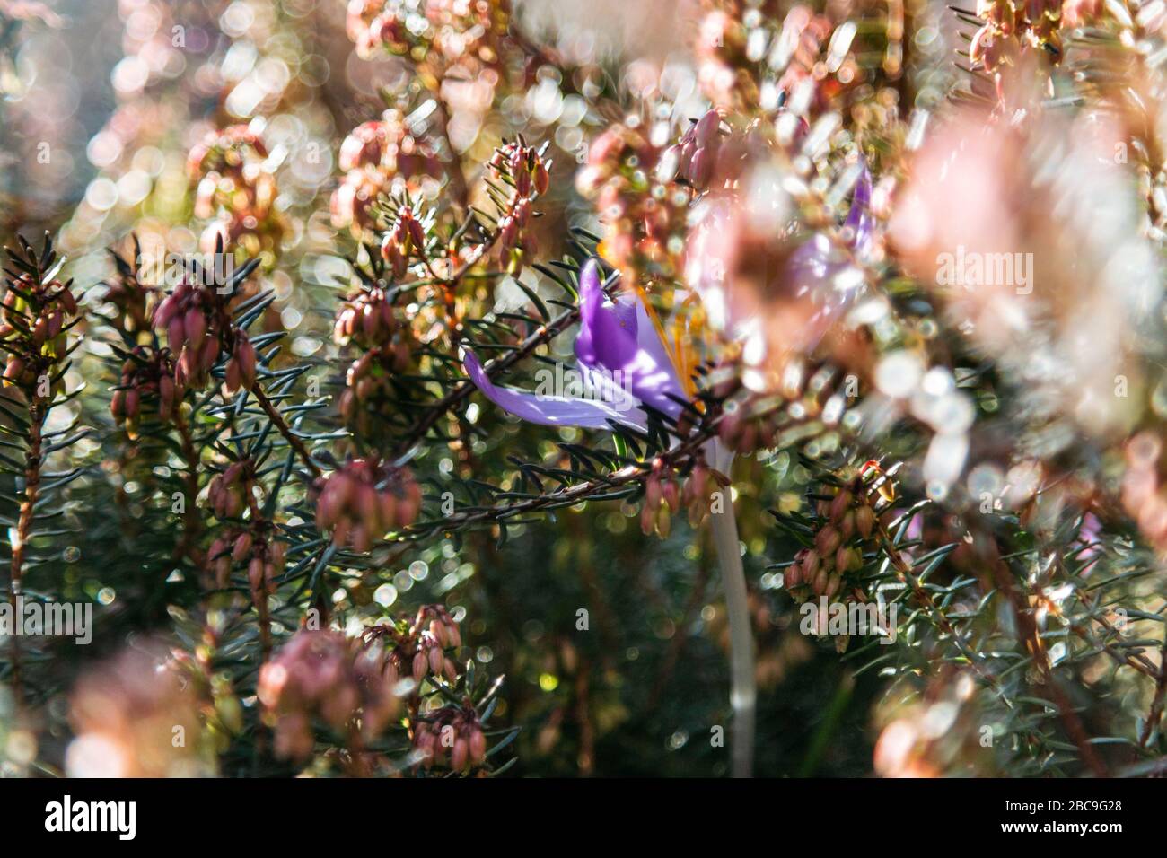Heather color hi-res stock photography and images - Alamy