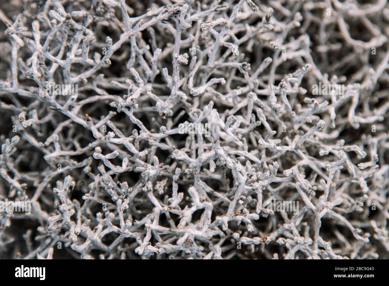 barbed wire plant Stock Photo - Alamy