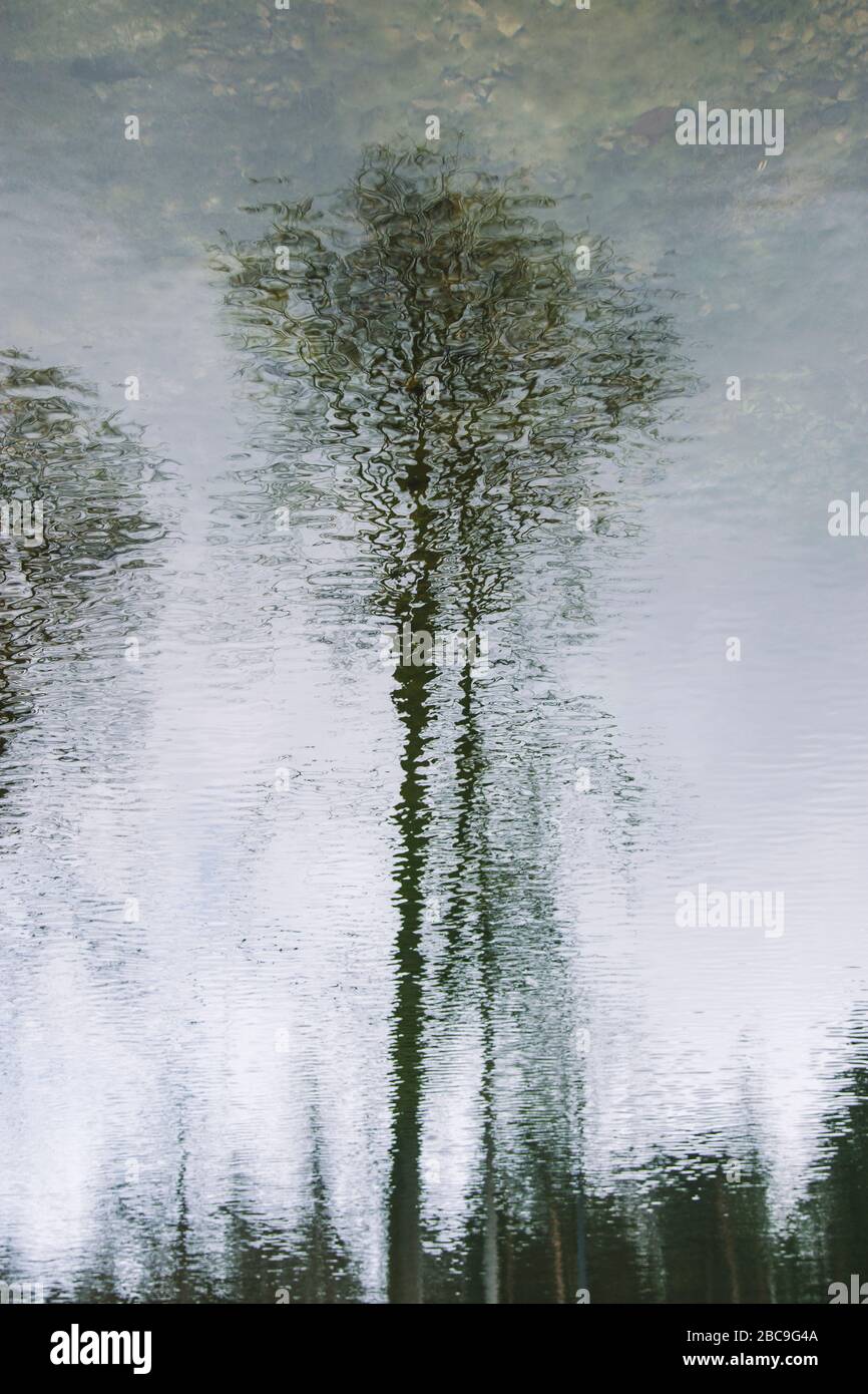 Water surface, reflection, tree Stock Photo - Alamy