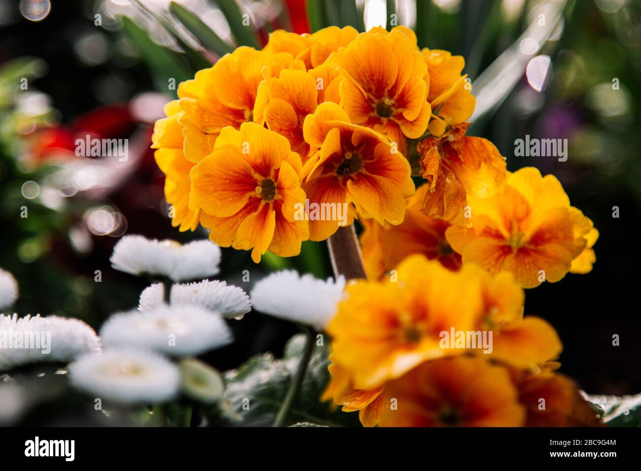 Spring, flower bed, detail Stock Photo - Alamy