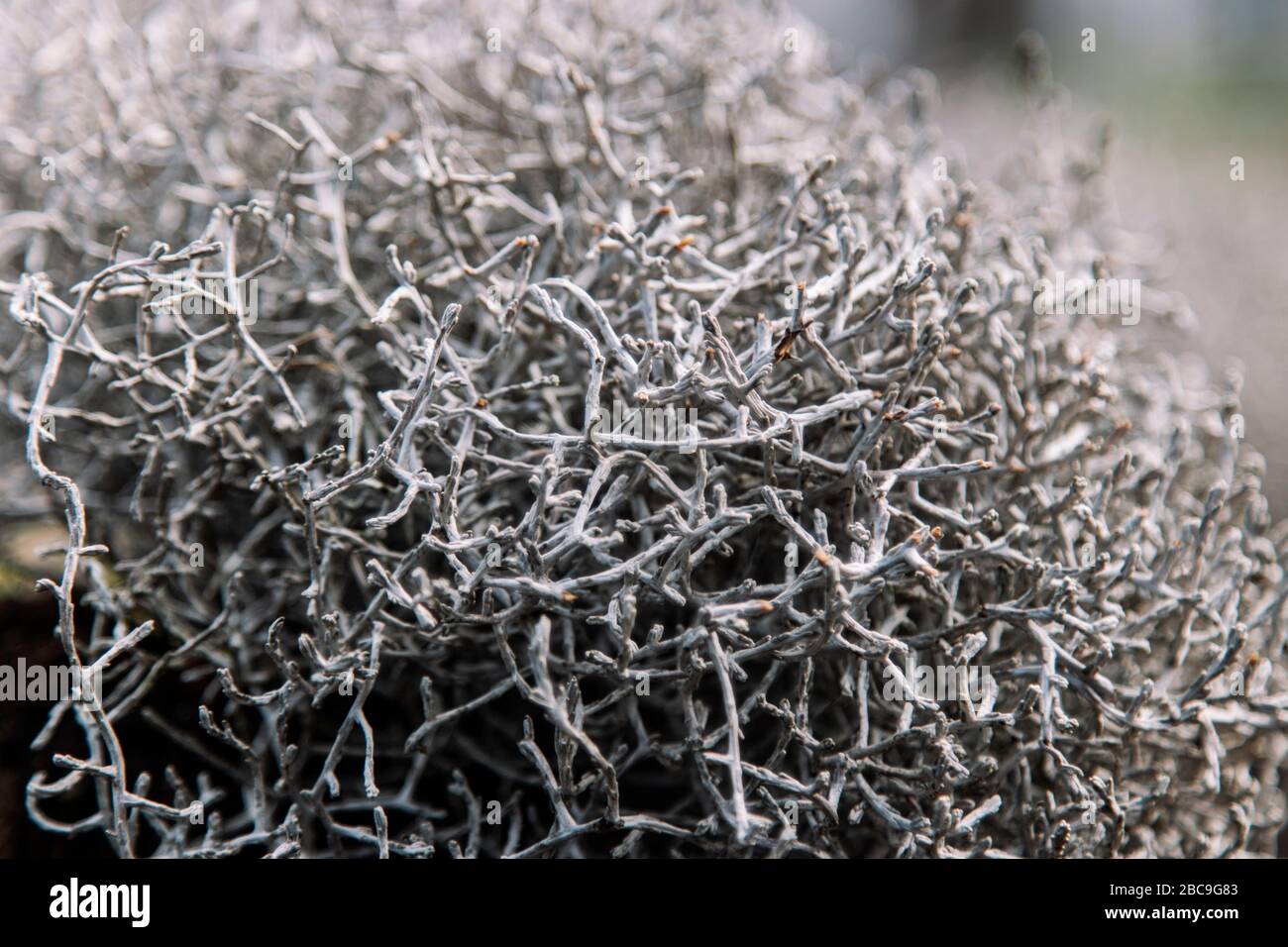 Wire plant hi-res stock photography and images - Alamy