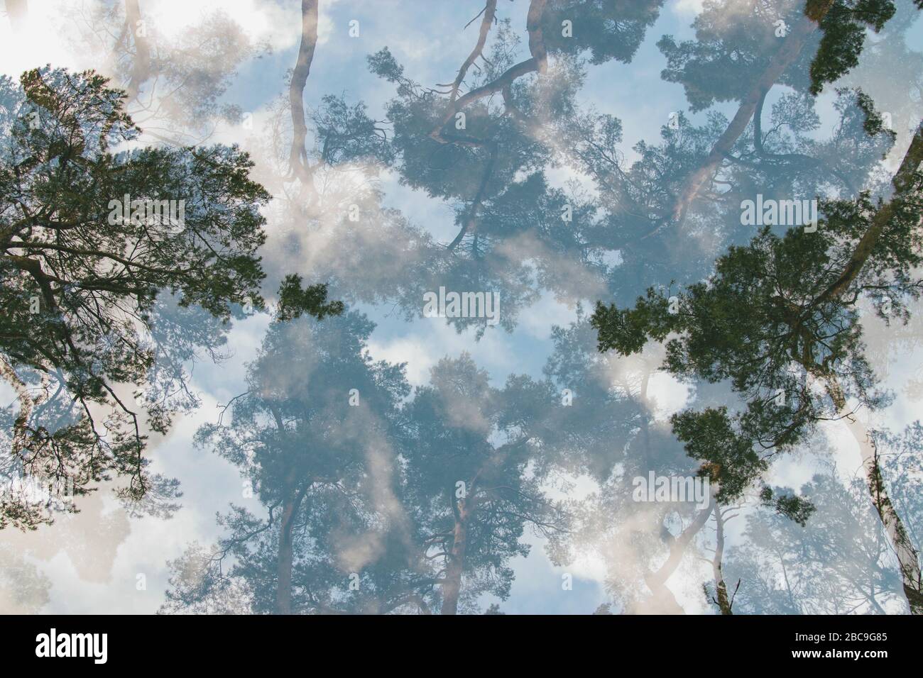 Trees, multiple exposure Stock Photo - Alamy