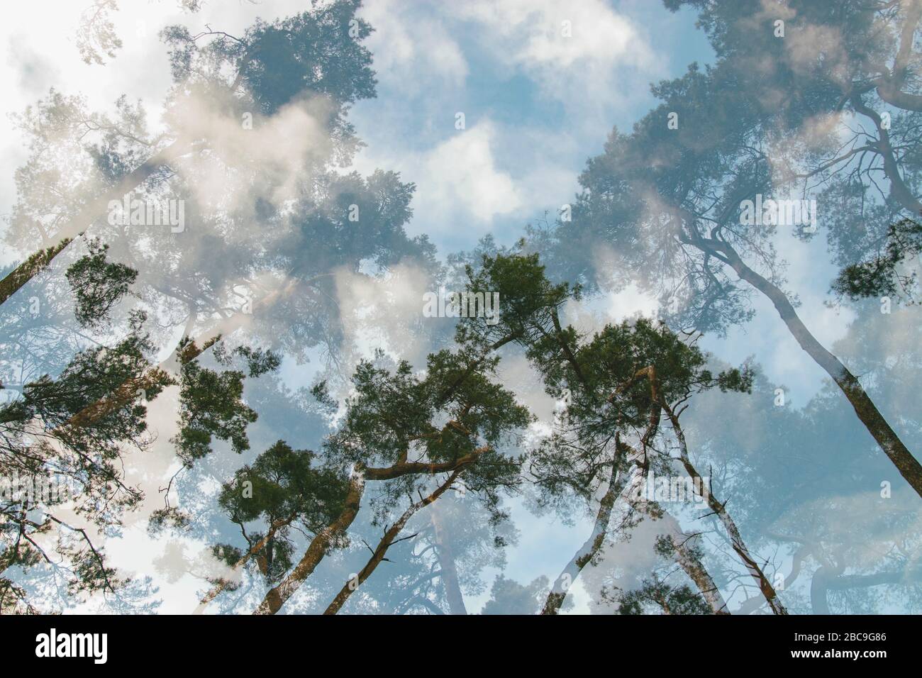 Trees, multiple exposure Stock Photo - Alamy