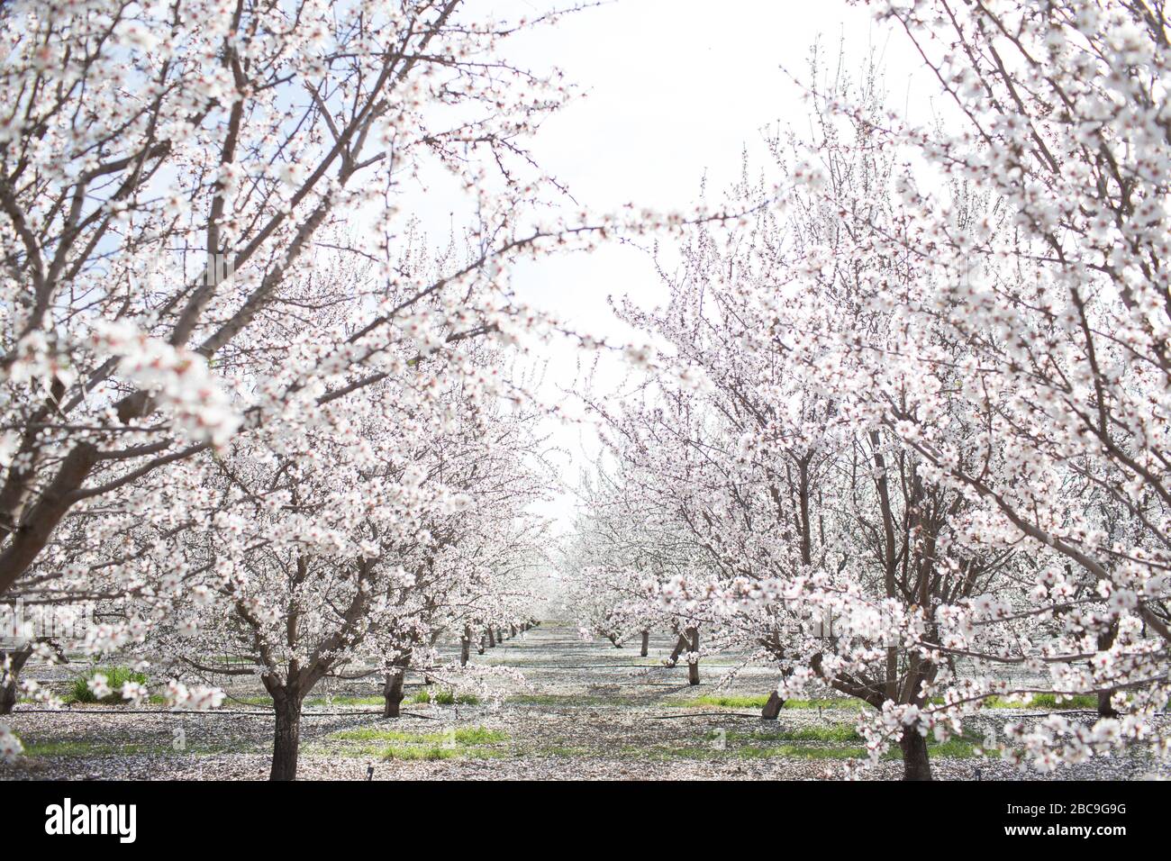 almond orchard in bloom Stock Photo - Alamy