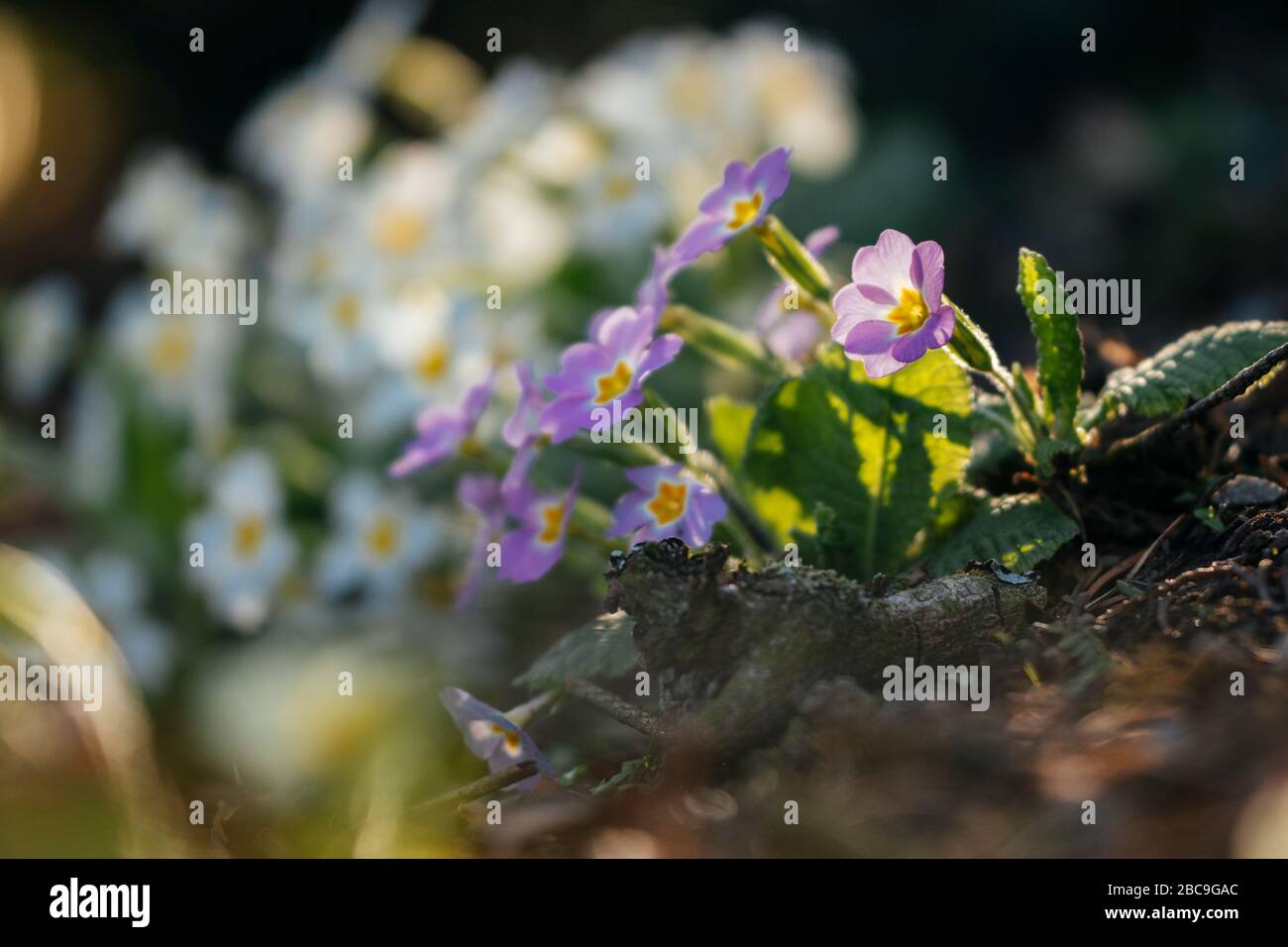 Primrose flower bed hi-res stock photography and images - Alamy