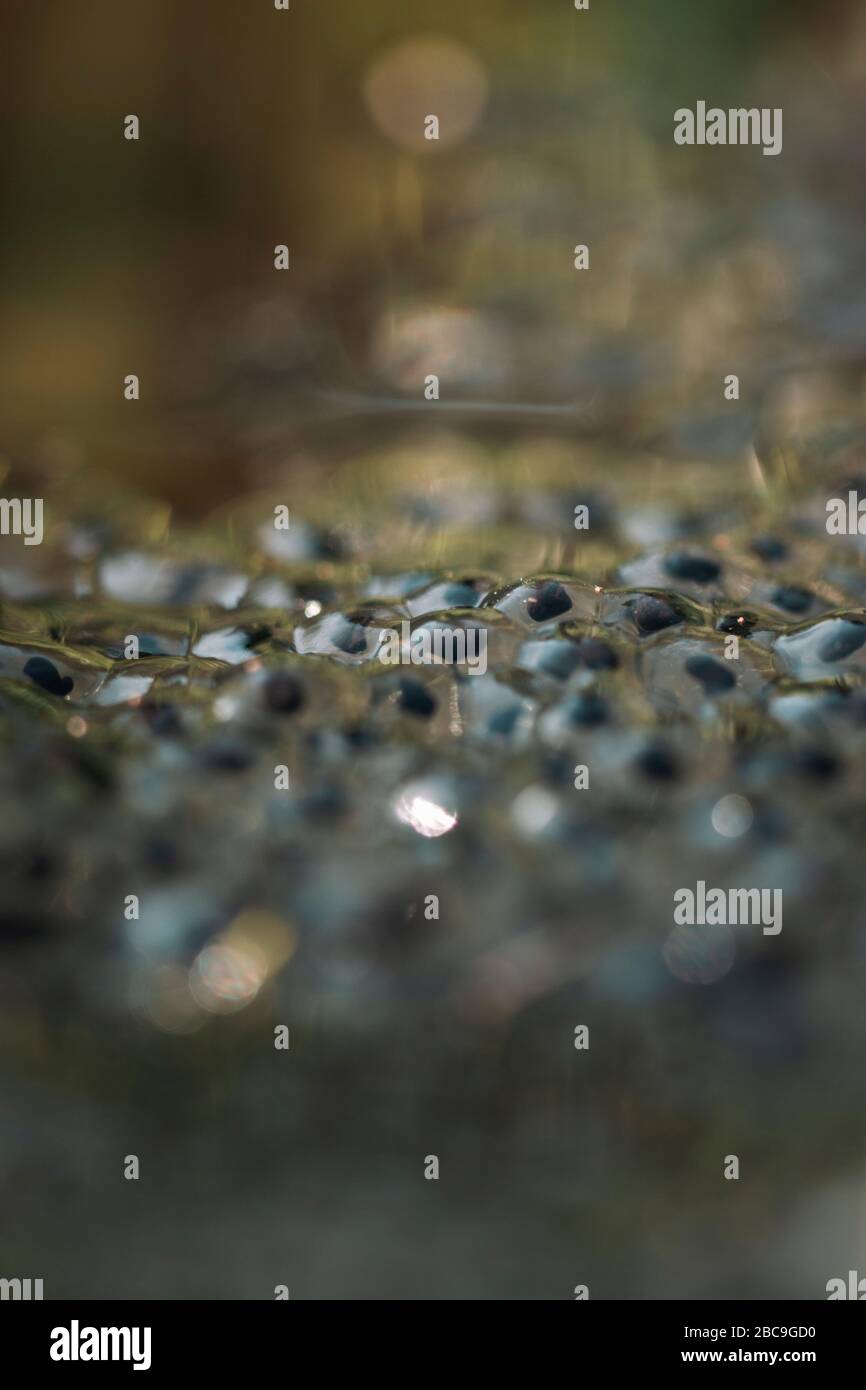 Tadpoles, stage of development Stock Photo - Alamy
