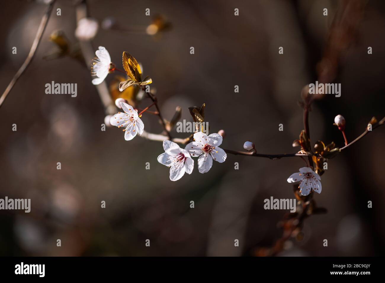Flowering tree branches hi-res stock photography and images - Alamy