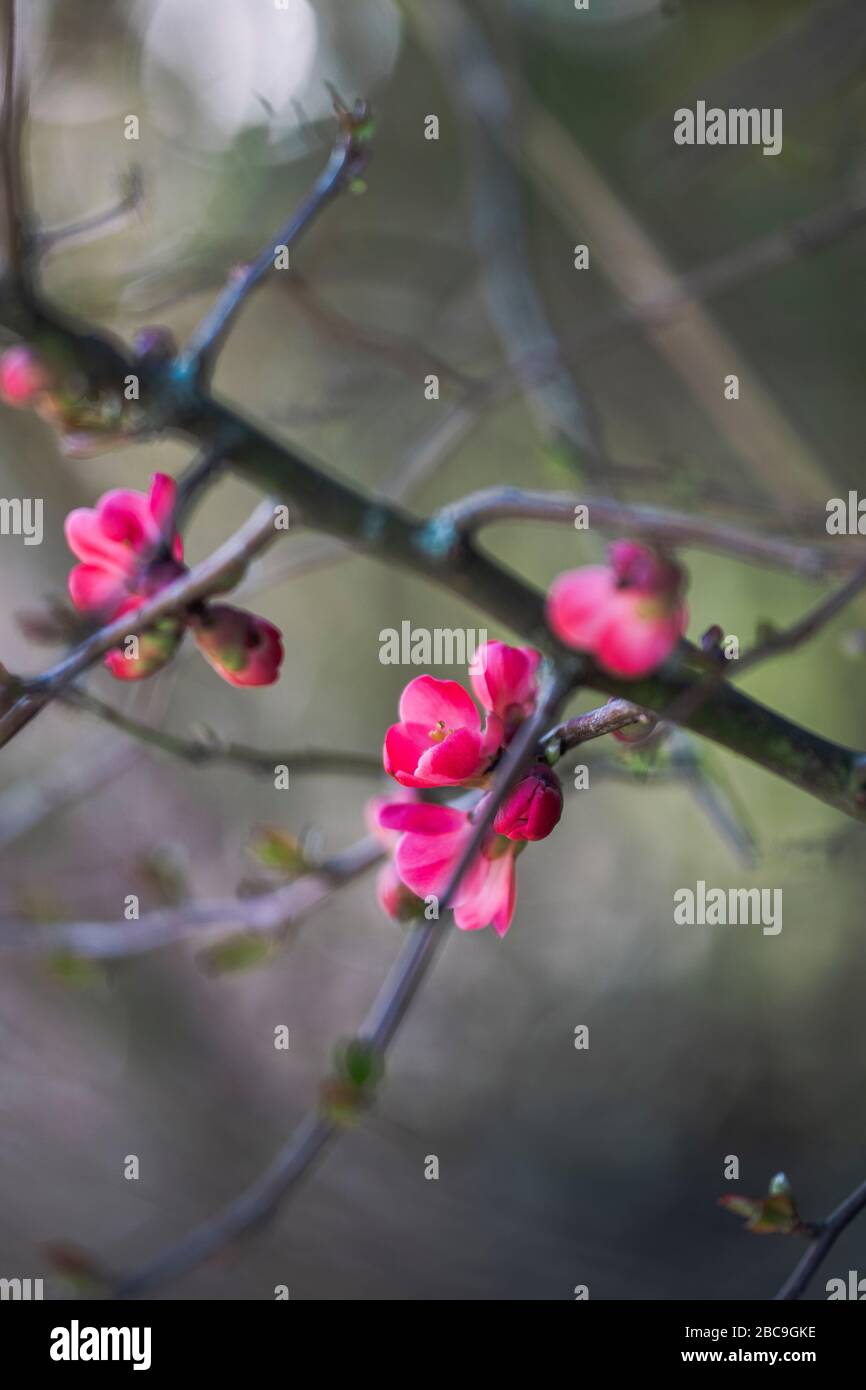 Japanese quinces hi-res stock photography and images - Alamy