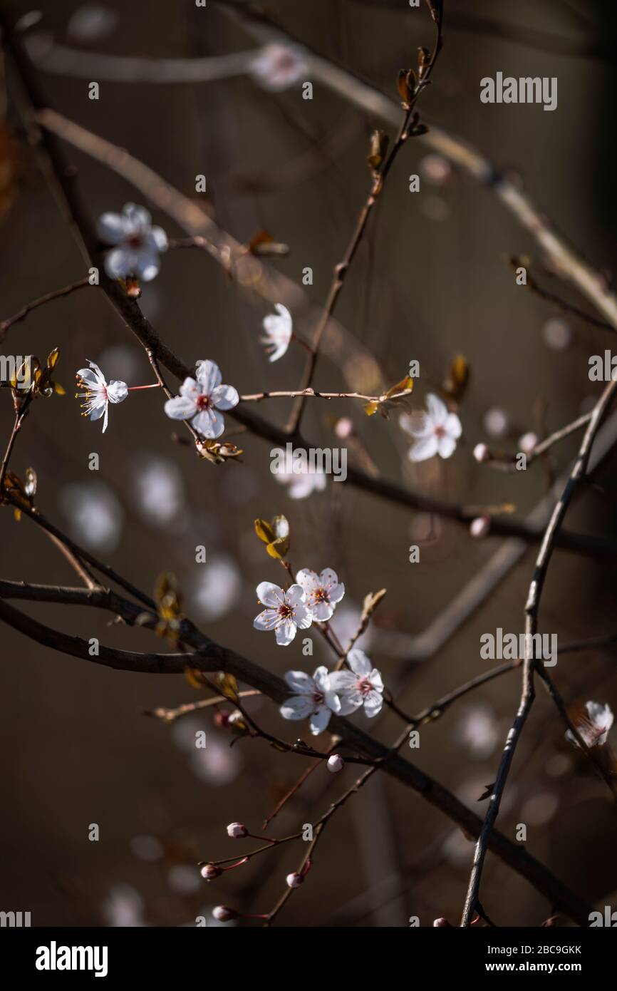 Flowering tree branches hi-res stock photography and images - Alamy