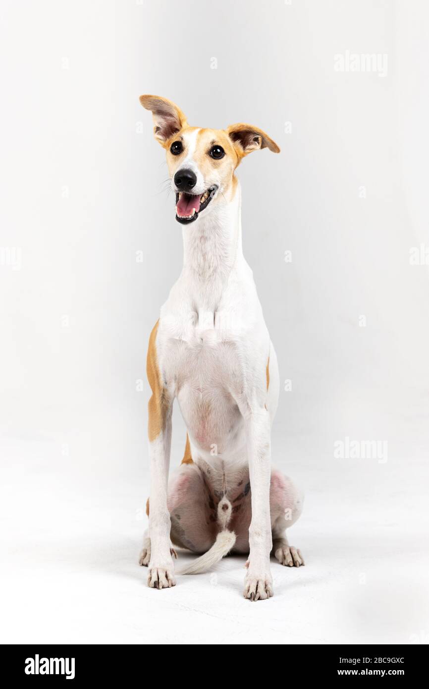 Adult brindle whippet dog sits indoor isolated on white Stock Photo - Alamy