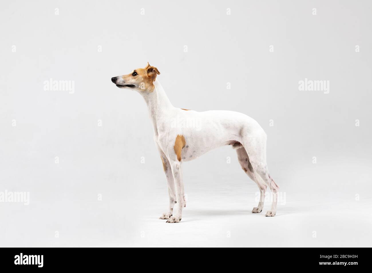 Adult brindle whippet dog stands indoor isolated on white Stock Photo ...