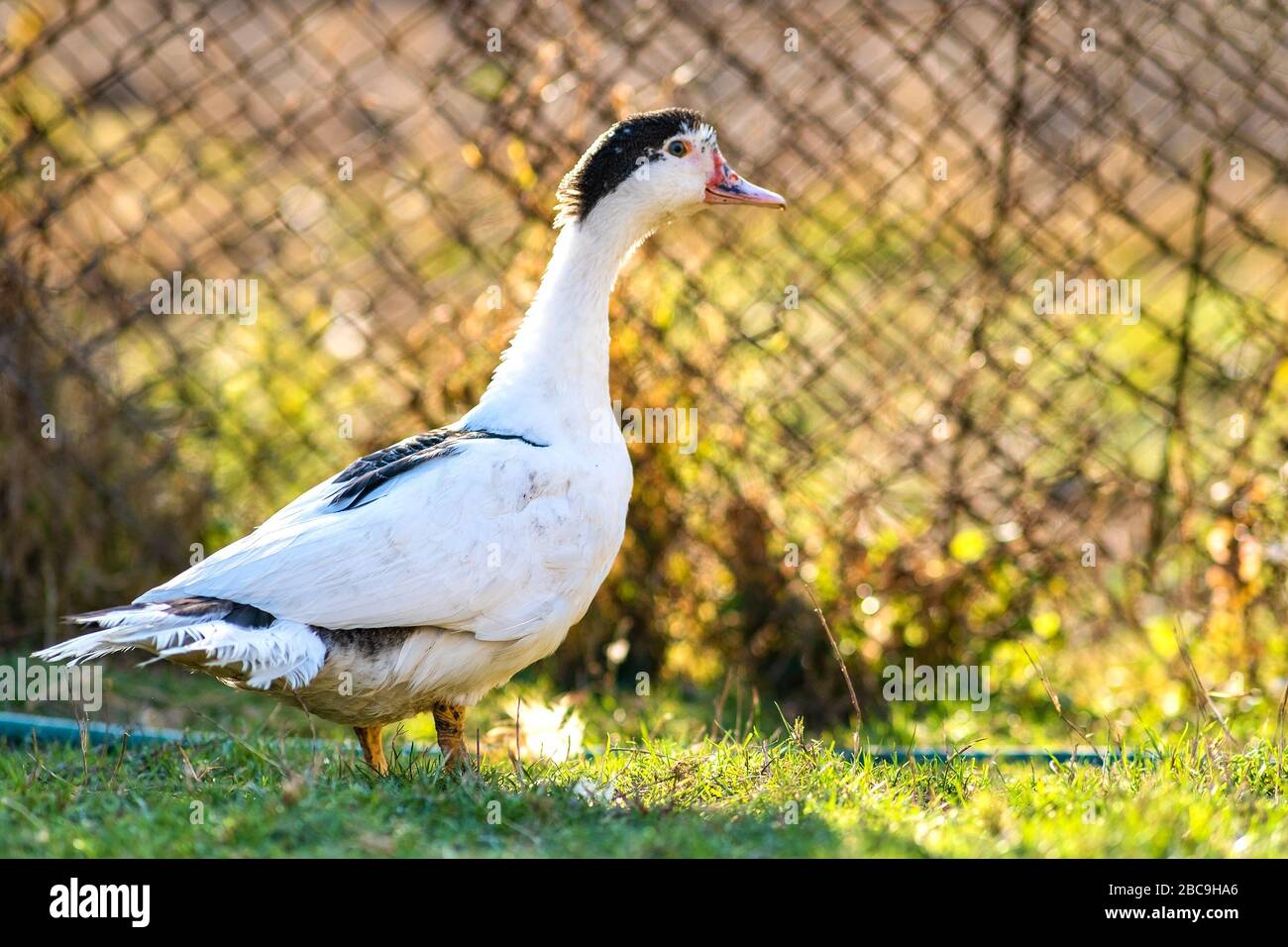 Ducks feed on traditional rural barnyard. Detail of a duck head. Close ...