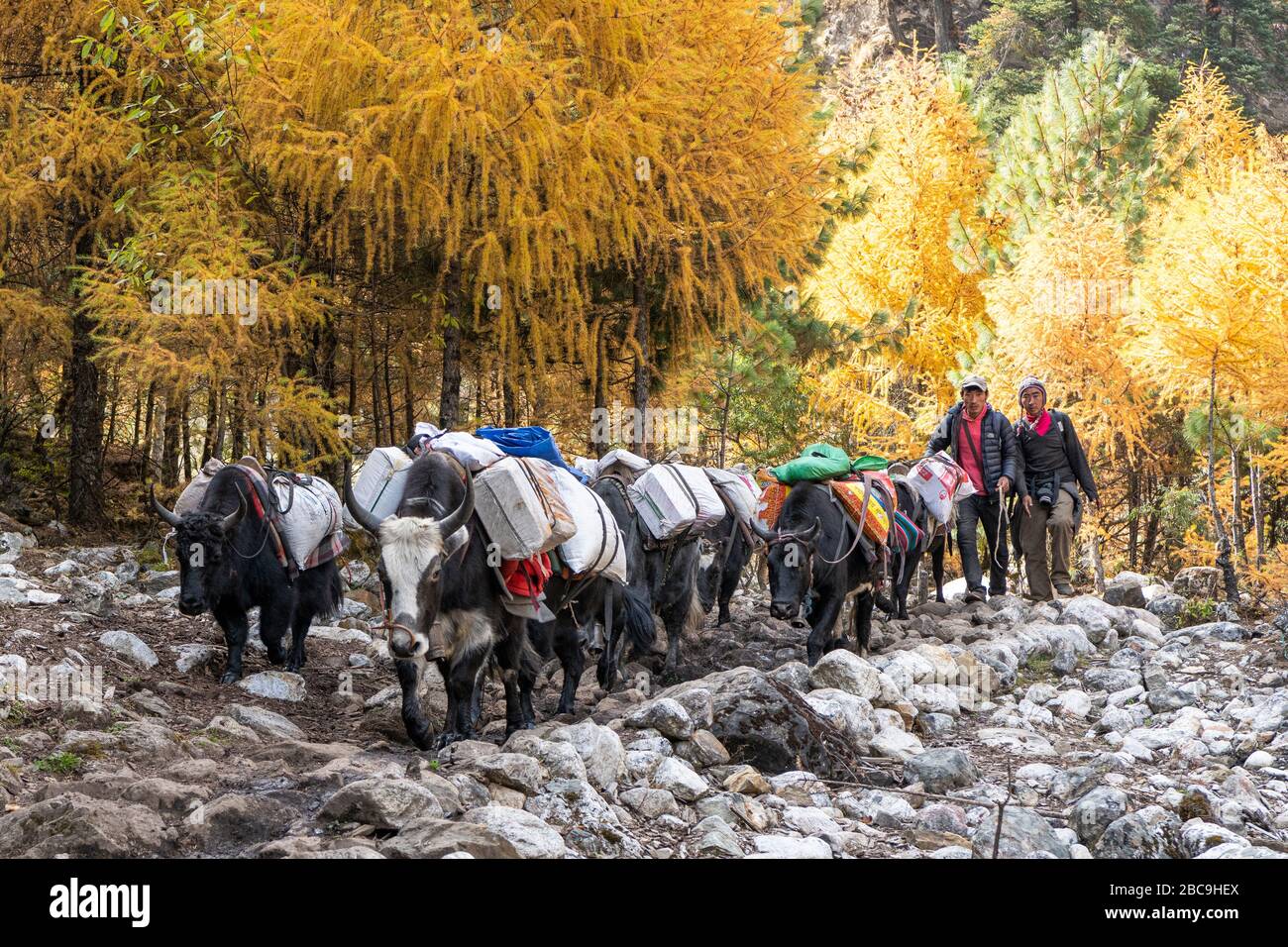 Load bearing animals hi-res stock photography and images - Alamy