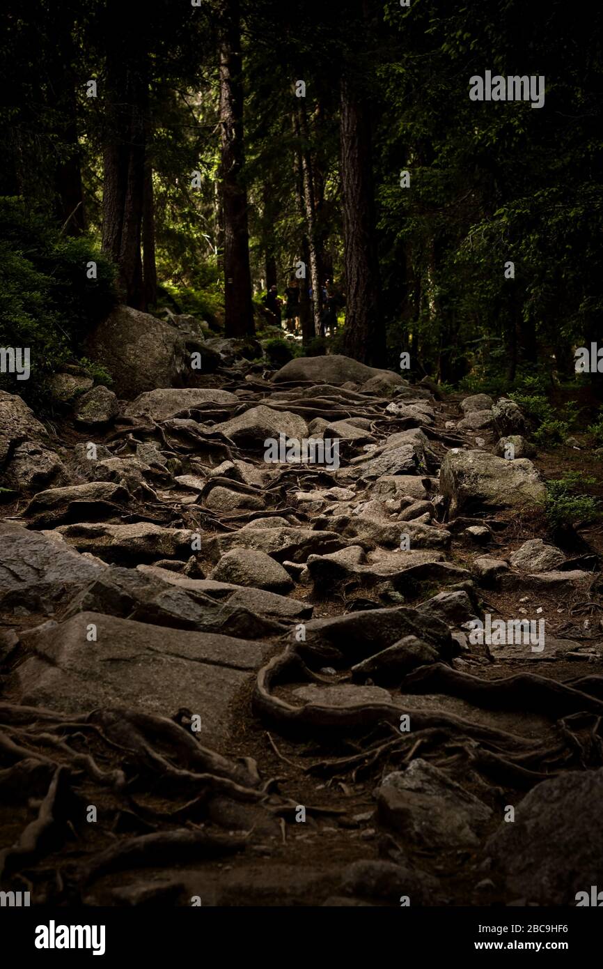 the dark forest with rocks on way Stock Photo - Alamy