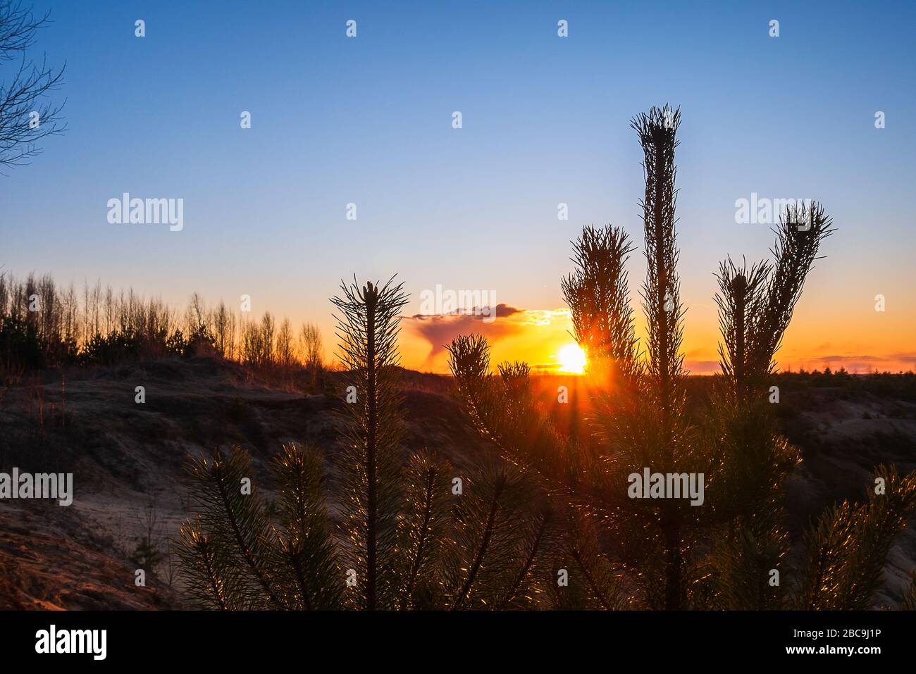 Sunset against the backdrop of tree tops Stock Photo - Alamy