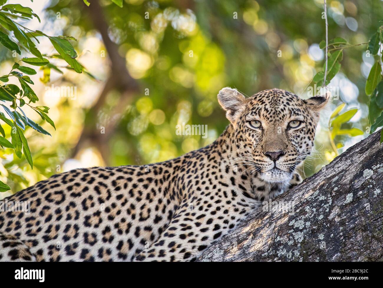 Leopard resting in a tree in South Africa's national parks Stock Photo ...