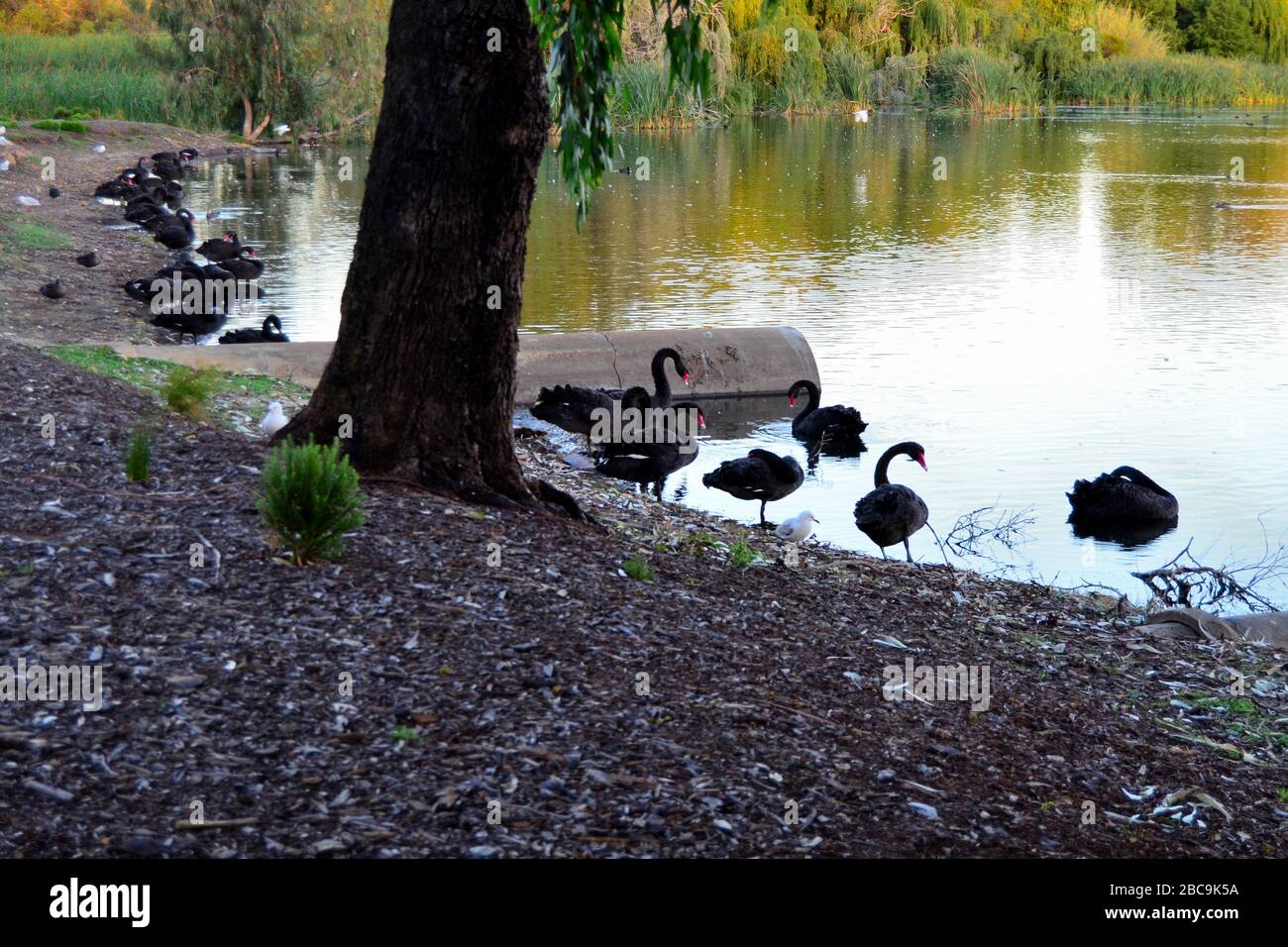 Lake Monger Reserve Stock Photo - Alamy