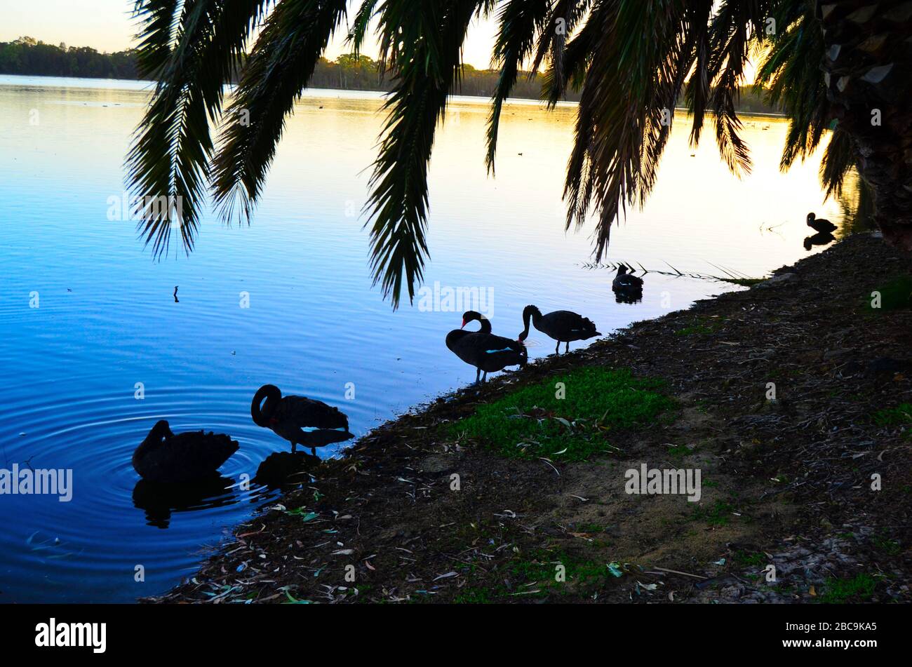 Lake Monger Reserve Stock Photo - Alamy