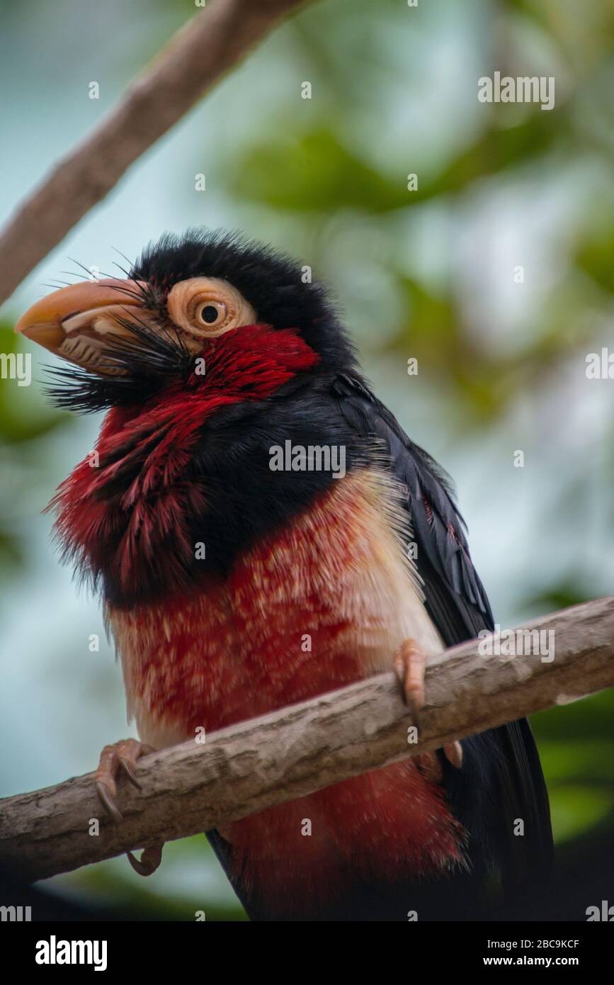 African Bearded Barbet Stock Photo - Alamy