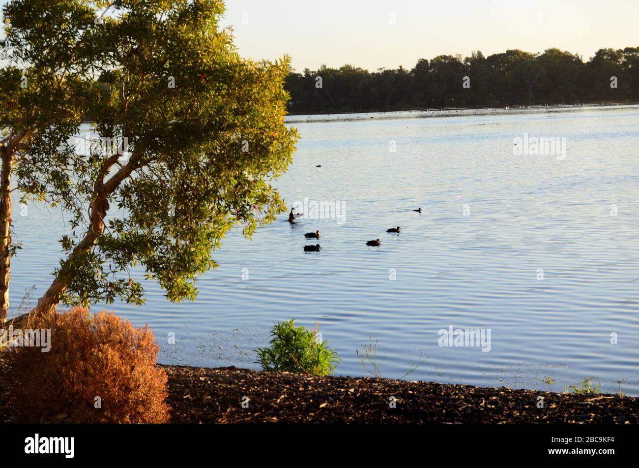 Lake Monger Reserve Stock Photo - Alamy