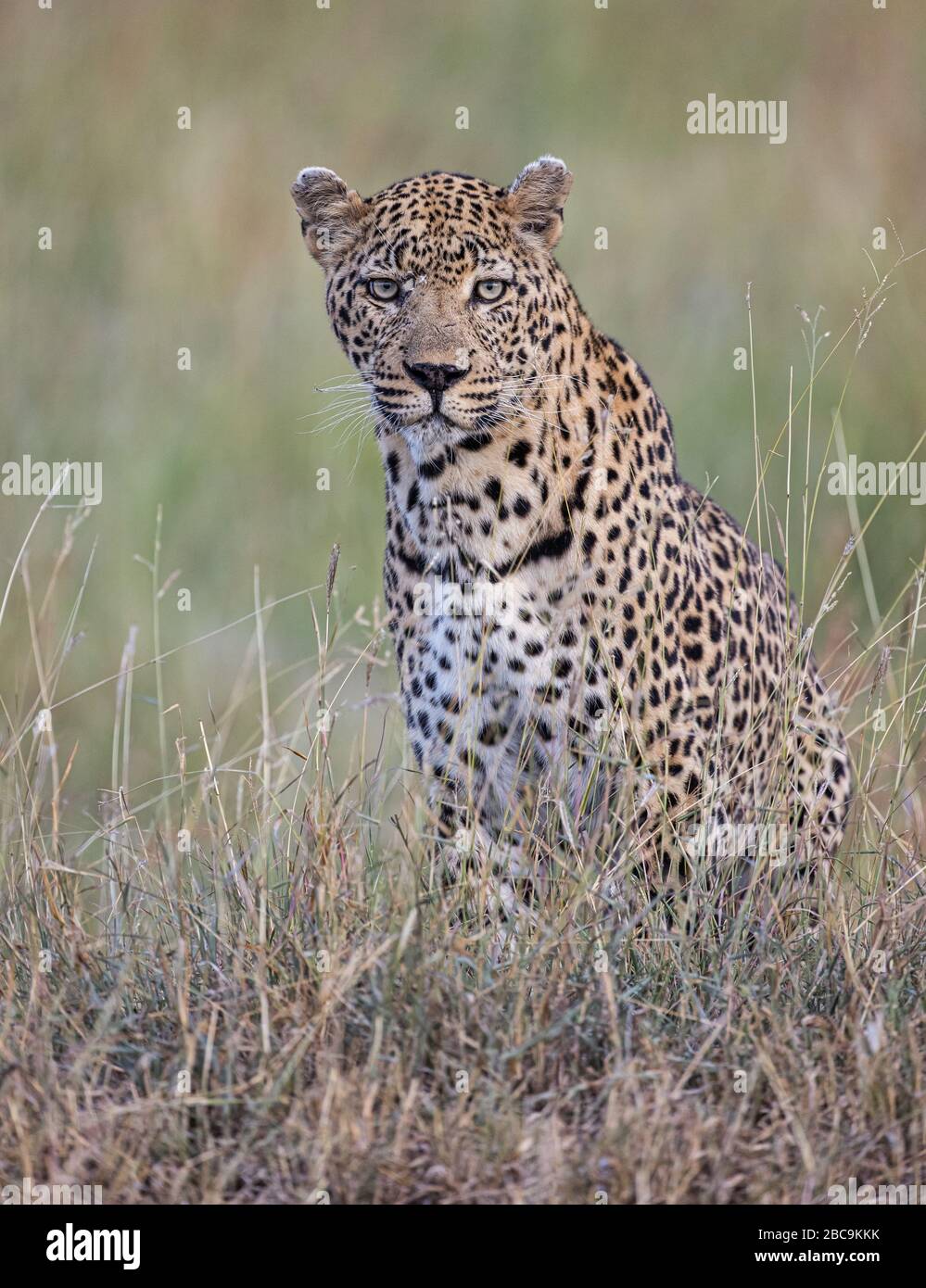 Greater kruger national park hi-res stock photography and images - Alamy