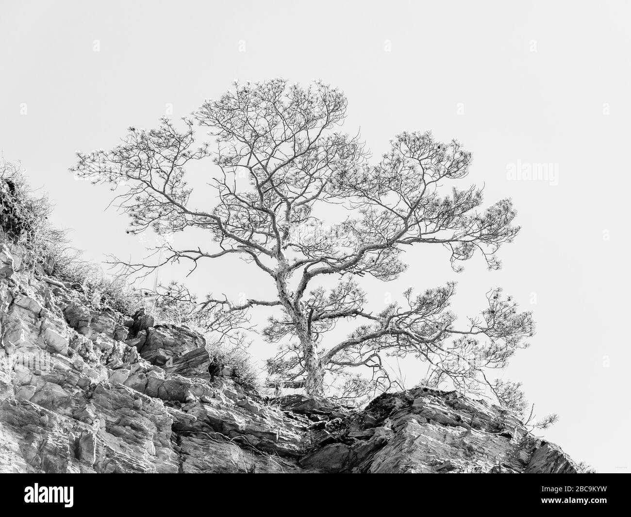 Crippled tree hi-res stock photography and images - Alamy