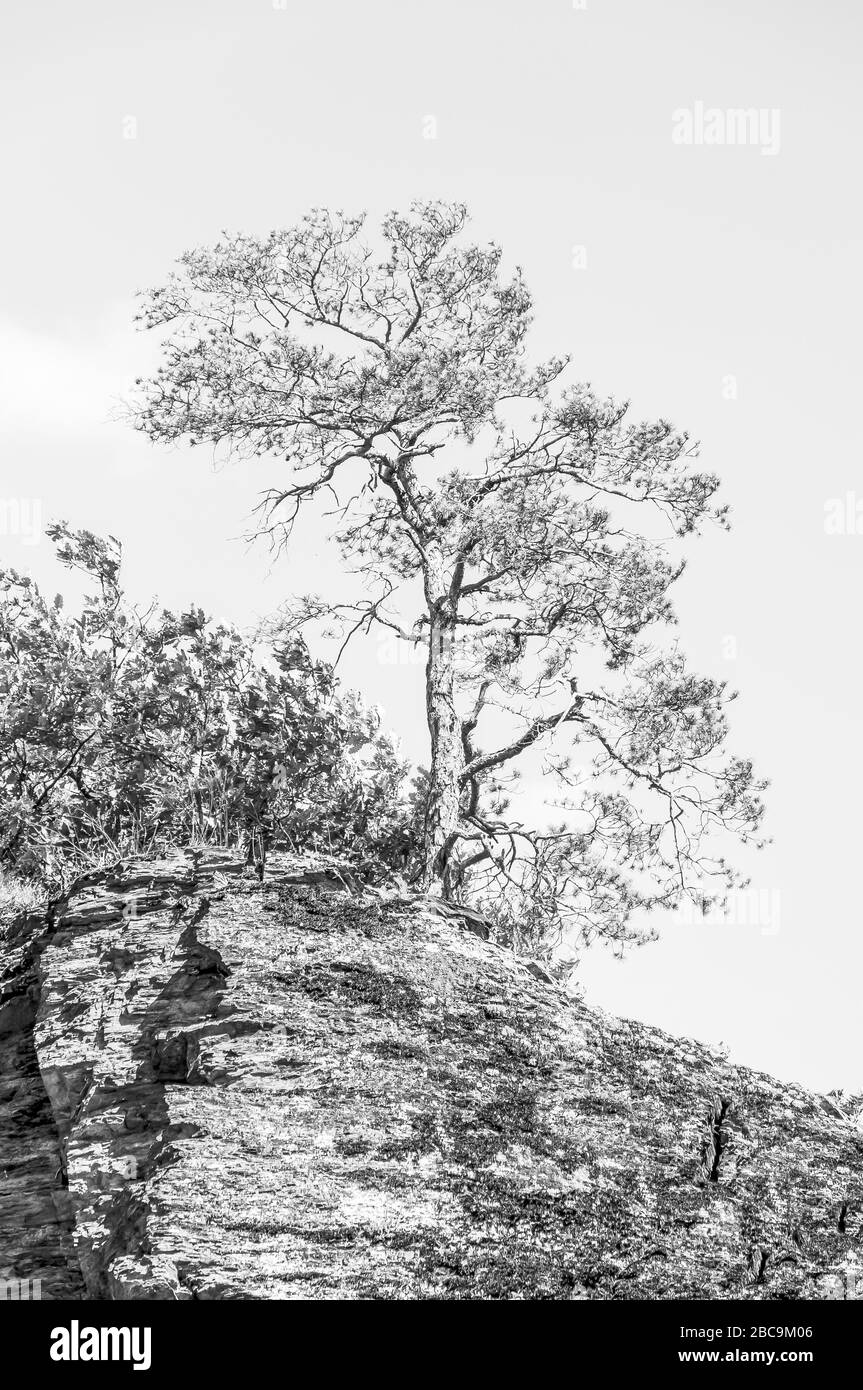 lonely crippled pine tree on a rock, black and white Stock Photo - Alamy