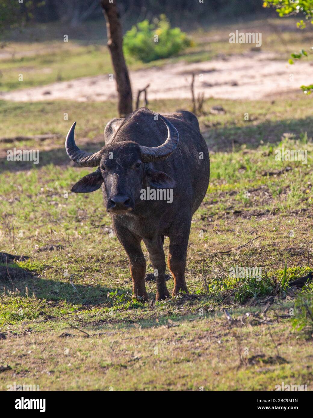 Asiatic buffalo in Sri Lanka Stock Photo - Alamy