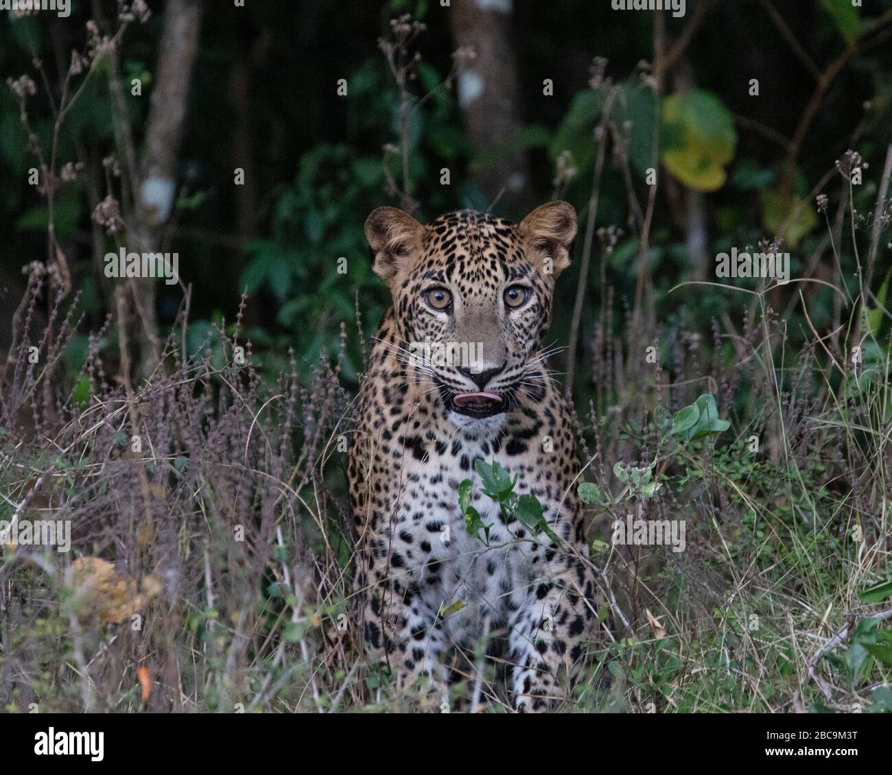 Sri Lankan Leopard Stock Photo - Alamy