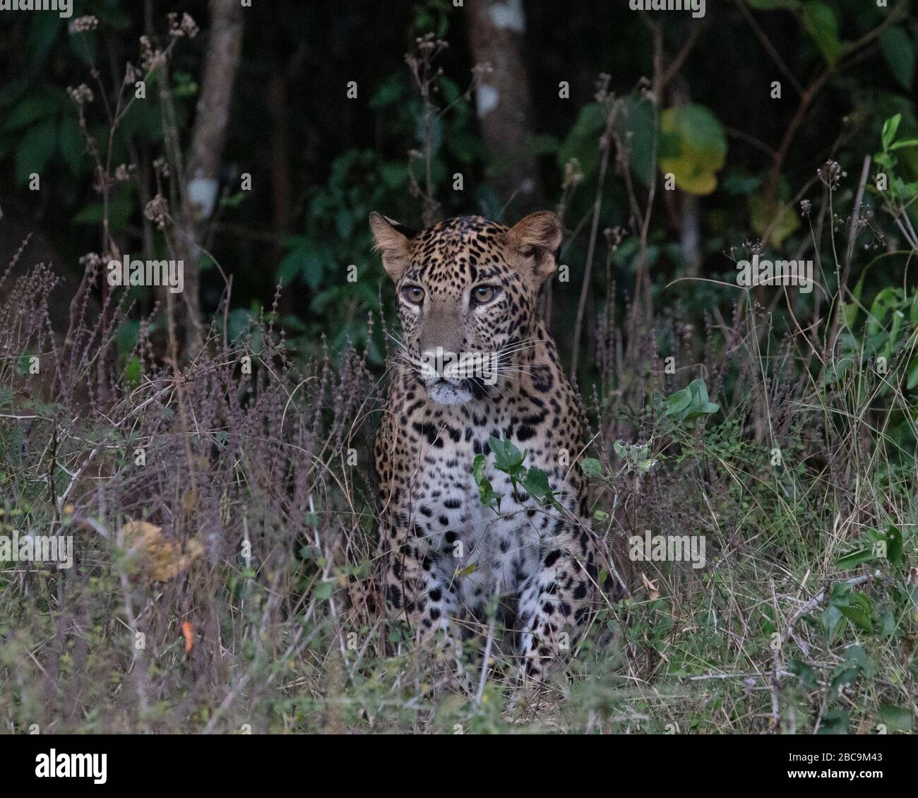 Sri Lankan Leopard Stock Photo - Alamy