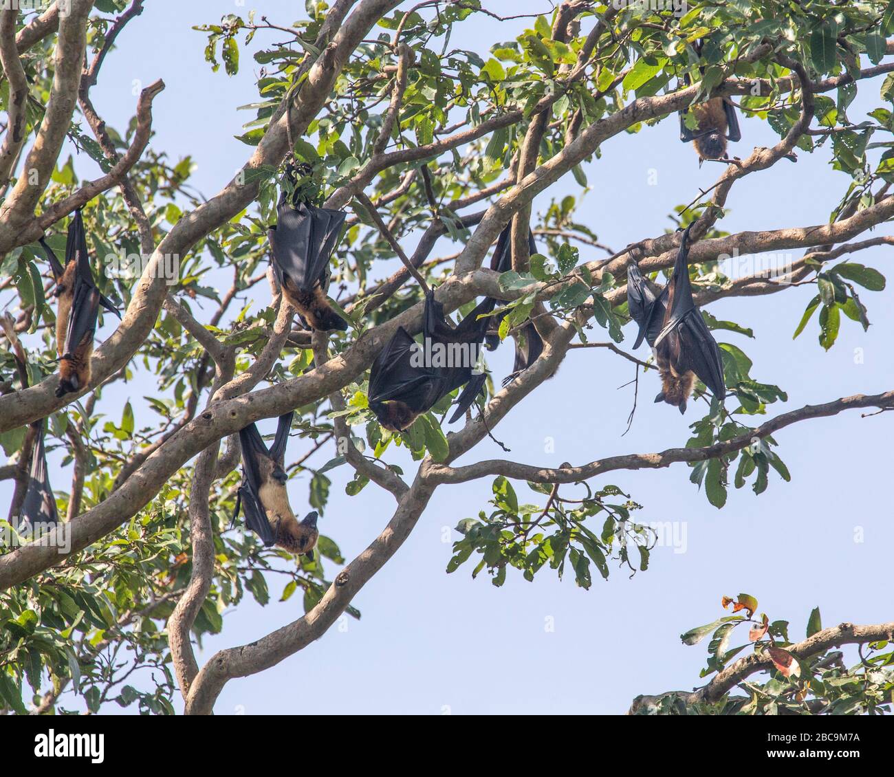 Indian Fruit Bats roosting in a tree Stock Photo - Alamy