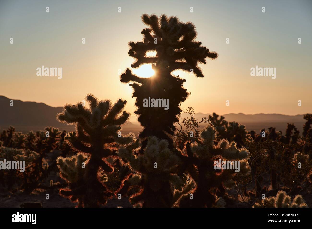 USA, United States of America, california, palm Springs, Joshua Tree ...