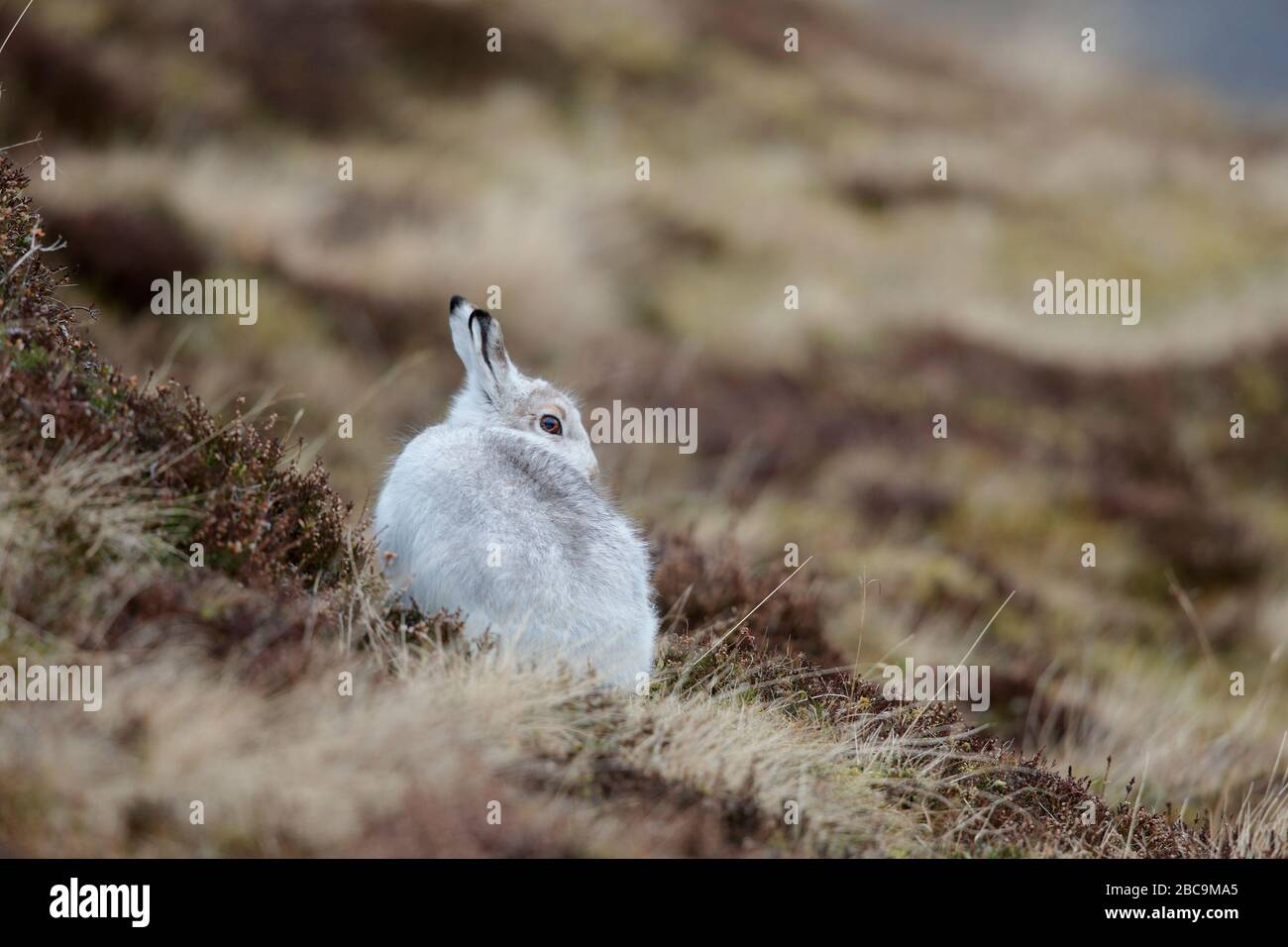 The mountain hare, also known as blue hare, tundra hare, variable hare ...